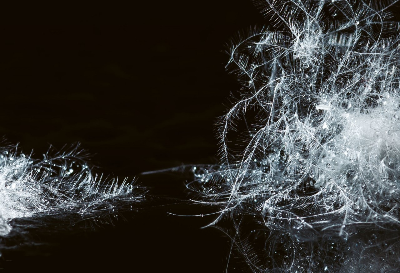 Plumón o pluma : ¿Conoces las diferencias? • Colchón Exprés