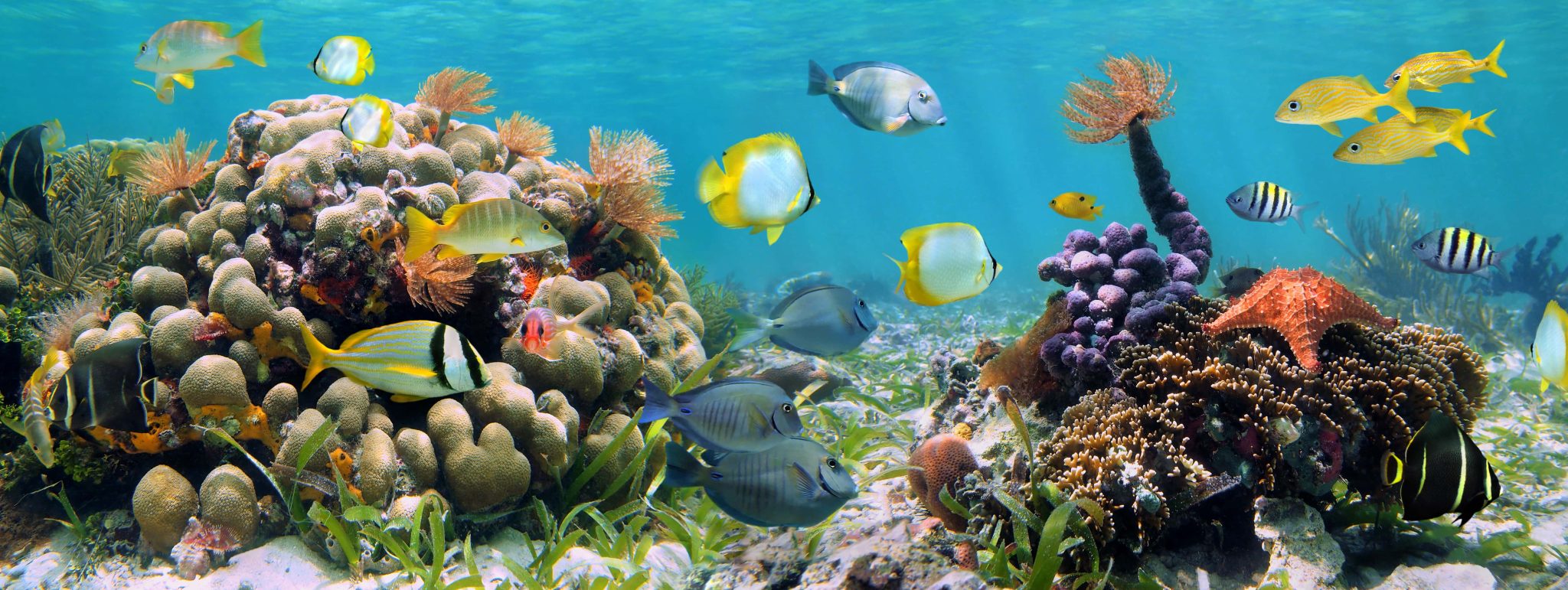¿Cómo duermen los peces? • Curiosidades sobre el sueño de los peces